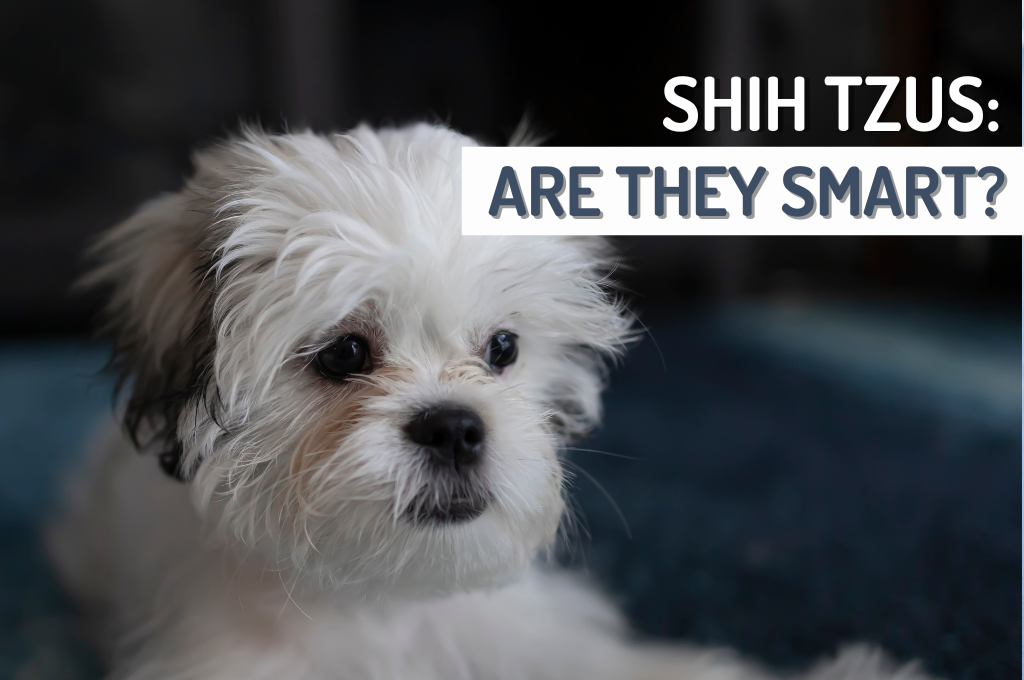 Seattle Times Classifieds Dogs