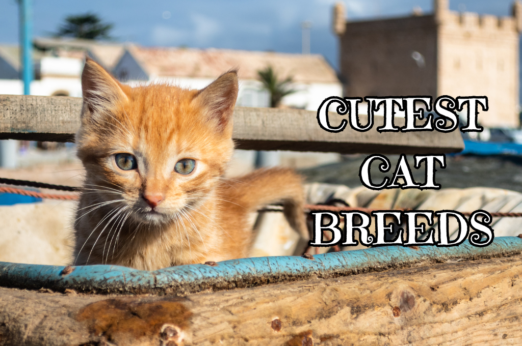 Top 10 Cutest Cat Breeds You’ll Ever See – Woof Blankets