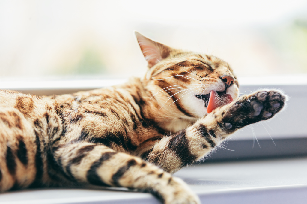 Wrinkly Dog Breeds: Care, Health, and Characteristics | Woof Blankets