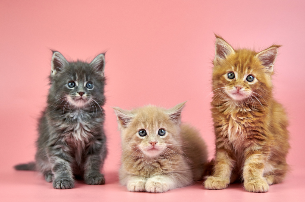 Ginger Maine Coon Kitten Feline Fate: How The Pandemic Led Me To My