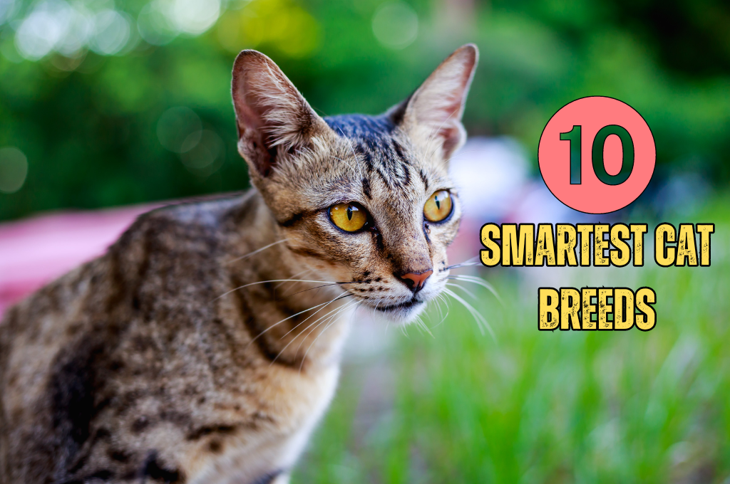 10 Smartest Cat Breeds That Are Bound to Impress You! – Woof Blankets