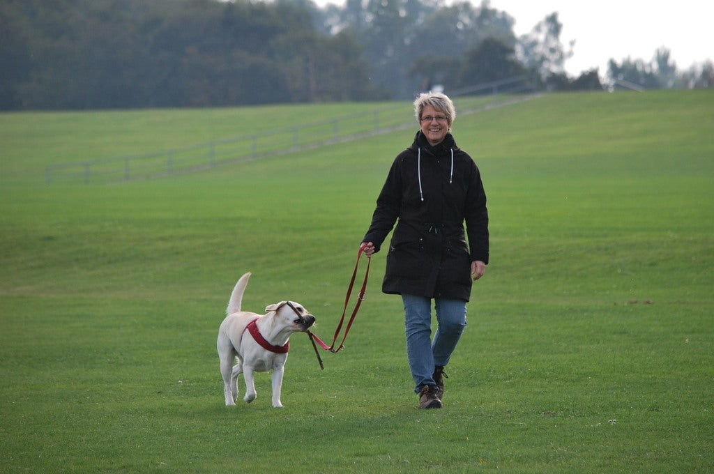 The Ultimate Guide To Dog Walking Training – Woof Blankets