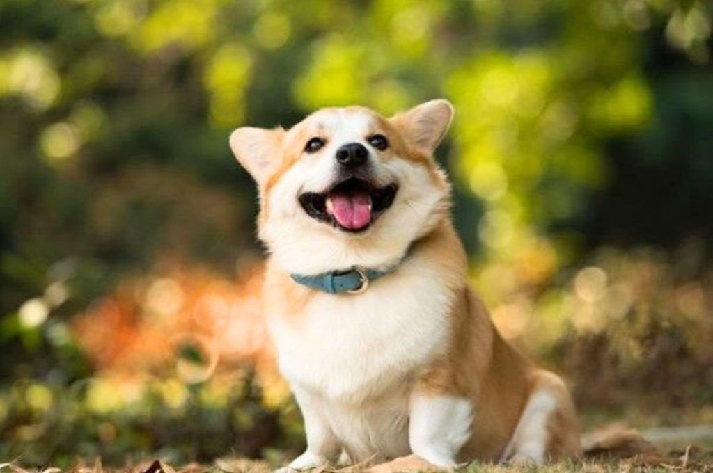 7 Wonderful Welsh Dog Breeds to Keep – Woof Blankets