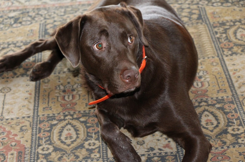 Wrinkly Dog Breeds: Care, Health, and Characteristics | Woof Blankets